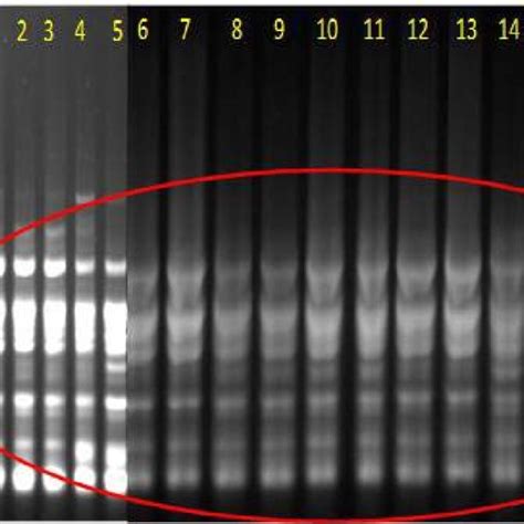 A Rapd Fingerprint Obtained With Opn 02 Primers In Different