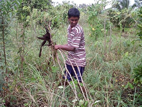 Pomeroon Farmer Uproots Rotten Cassava Stabroek News