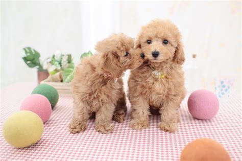 怀孕可以养泰迪吗 宠物之家