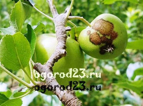 Парша на яблоне: причины, признаки, последствия, способы борьбы и ...