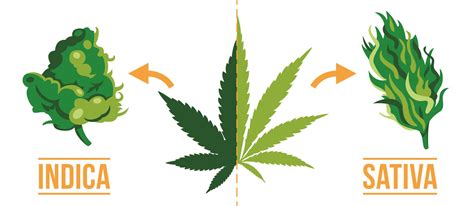 Sativa Vs Indica10 Key Differences