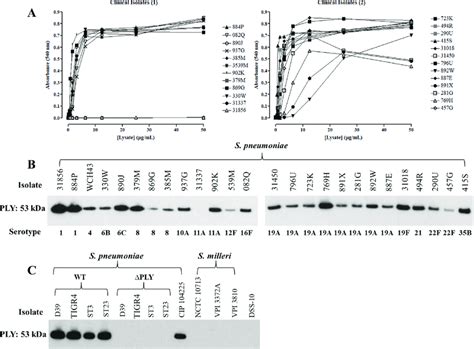 Hemolytic Activity And Pneumolysin Expression In Bacterial Isolates A Download Scientific