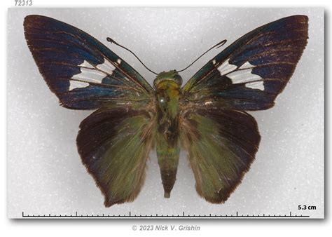 Telegonus A Apastus Cramer 1777