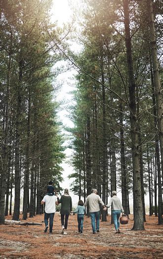 자연 산책 가족 및 공원 야외 및 나무와 함께 유대감을 형성하고 피크닉에서 양질의 시간을 보냅니다 조부모 부모 자녀 숲 속을