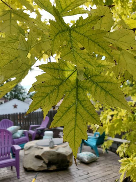 Sick Maple Tree Rgardening