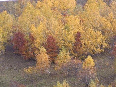 Rezervatia Forestiera Codrii De Arama Rezervatii Naturale Si Monumente