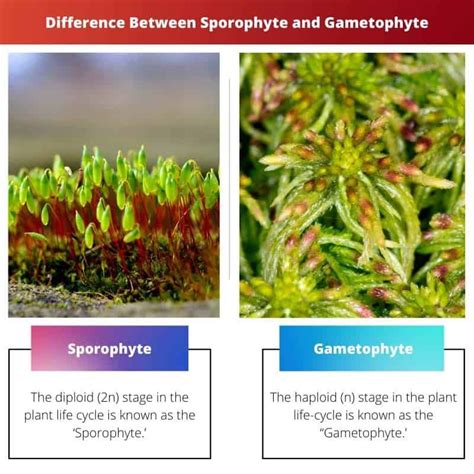 Sporophyte Vs Gametophyte Difference And Comparison