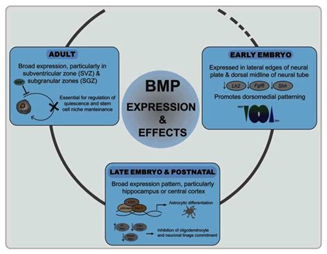 Roles Of Bmp Signaling In Neural Development Initially Inhibition Of