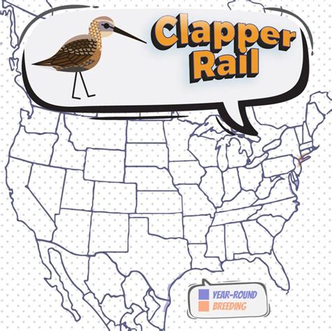 Clapper Rail Bird Watching Academy