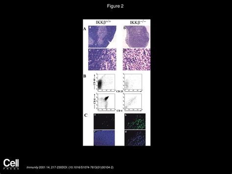 Ikkβ Is Essential For Protecting T Cells From Tnfα Induced Apoptosis