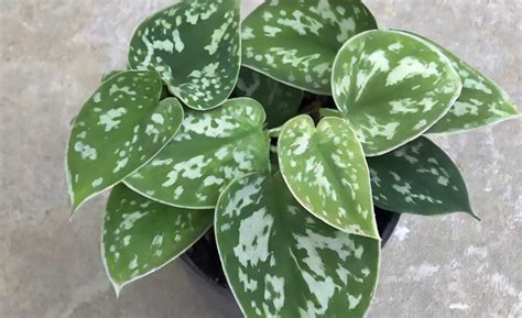 Las 7 mejores plantas enredaderas de interior para crear una sensación