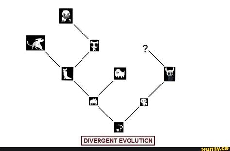 Divergent Evolution Diagram