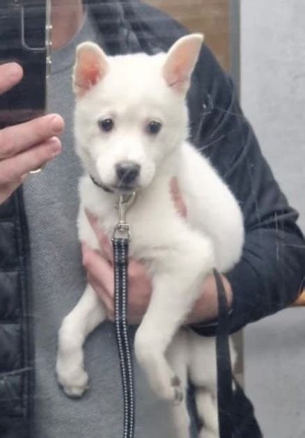 믹스견 파랑이 말티즈분양가격 말티푸분양가격 비숑프리제분양가격 미니비숑프리제분양가격 포메라니안분양가격 푸들분양가격 토이푸들분양가격 골든리트리버분양가격 래브라도리트리버분양가격