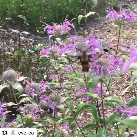 Pollinator Pathways Project Home Facebook