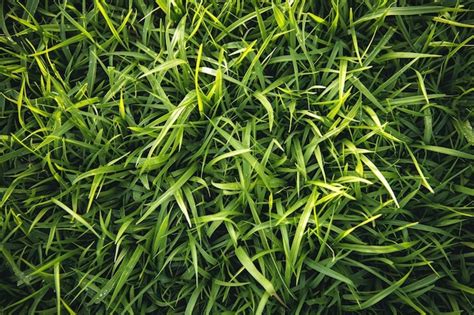 Premium Photo Top View Of Park With Natural Grass Texture