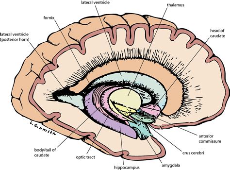 Brain Basal Ganglia Anatomy Cross Section Basal Ganglia Basal My Xxx Hot Girl