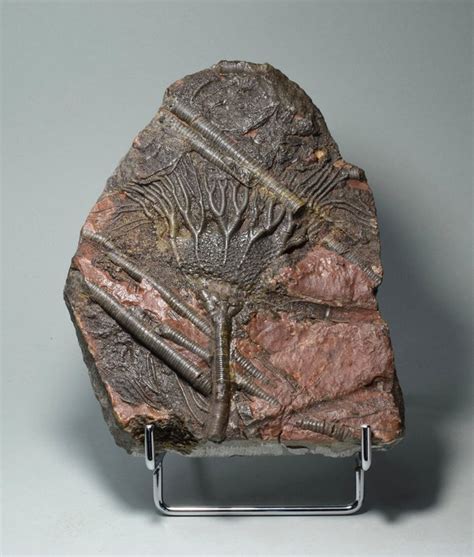 Large Crinoid On Slab Scyphocrinites Elegans Catawiki