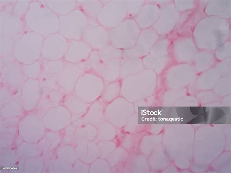 Tissu Adipeux Humain Sous Vue Au Microscope Vecteurs Libres De Droits