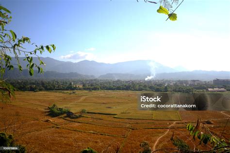 Rice Field On Terrace Hillside In Vangvieng Laosnatural Landscape Of