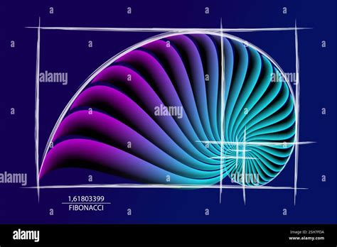 Fibonacci Sequence Shell Spiral Nautilus And The Golden Ratio