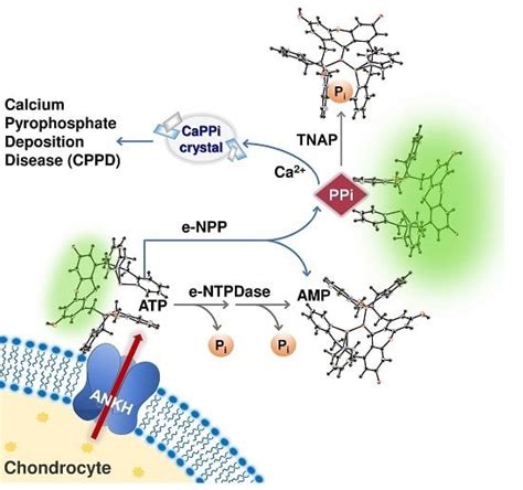 Pyrophosphate Atp