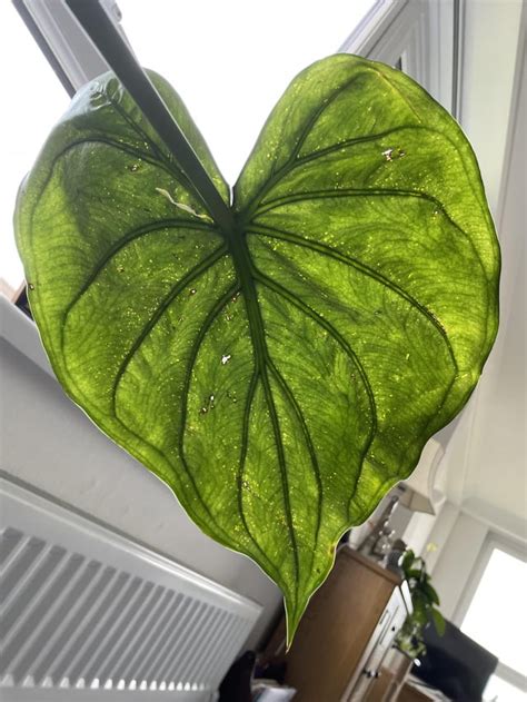 Suspected Spider Mite Infestation Help Rplantclinic