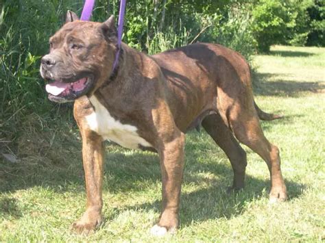Razas de perros españoles conocemos a los perros peludos de España