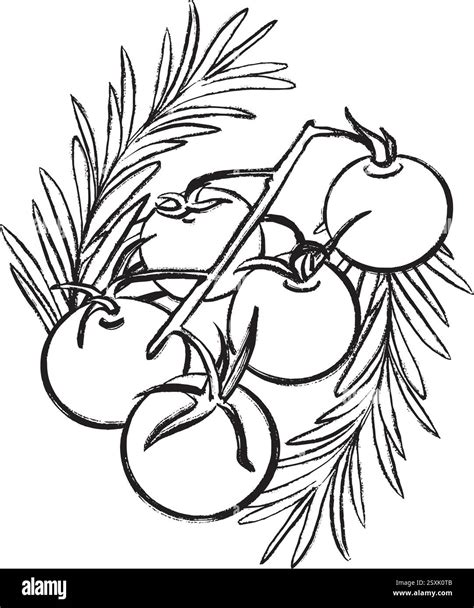 Black And White Vector Illustration Of A Tomato Vine With Sprigs Of