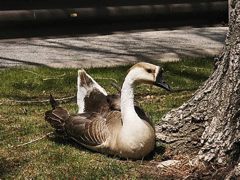Brown Goose Background Images Hd Pictures And Wallpaper For Free