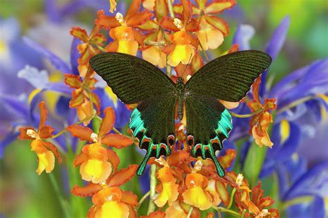 Luzon Peacock Swallowtail Butterfly Photograph By Darrell Gulin