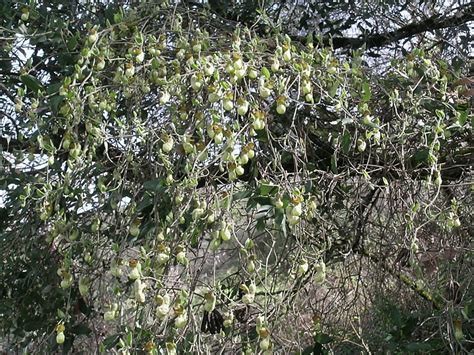 Dutchmans Pipe Photos Page 1