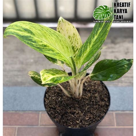 Jual Tanaman Hias Aglonema Blanceng Golden Aglonema Golden Shopee Indonesia