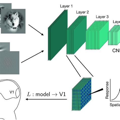 A Schematic Of The Model Analyses A Images From The Stimulus Set Of Download Scientific