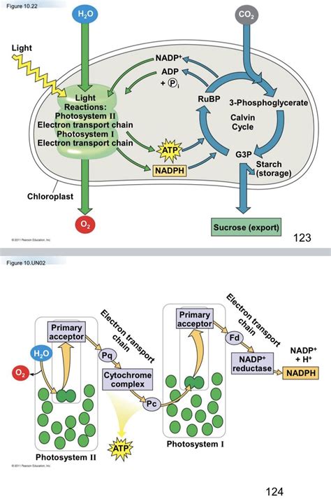 Photosynthesis And Linear Electron Flow Biology Units Photosynthesis