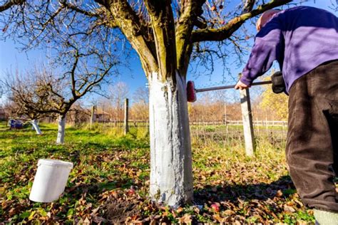 Le Chaulage Peindre Les Troncs En Blanc Une Arme Ancienne Pour