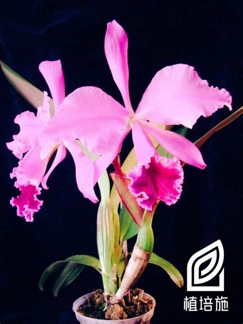 植培施卡特兰Cattleya labiata 热带附生兰栽培手册 知乎