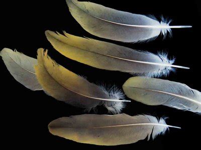 Bird Feather Identification Guide Waking Up Wild Waking Up Wild