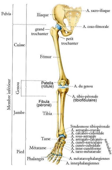 Anatomie De Lappareil Locomoteur Ostéologie Récap Ide