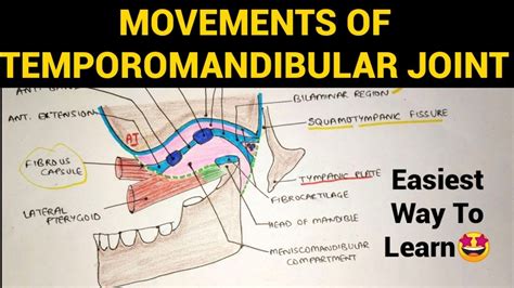 The Temporomandibular Joint Structure Function 55 Off