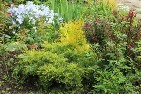 Creeping Juniper Landscape Ideas Types Care And Uses