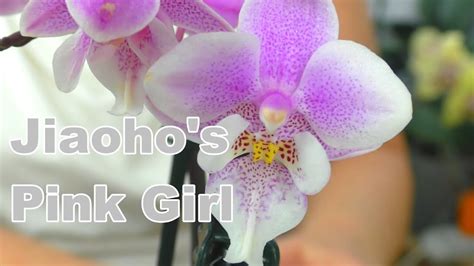 Мини Орхидея Jiaohos Pink Girl Розовая девочка Ждиаохо и