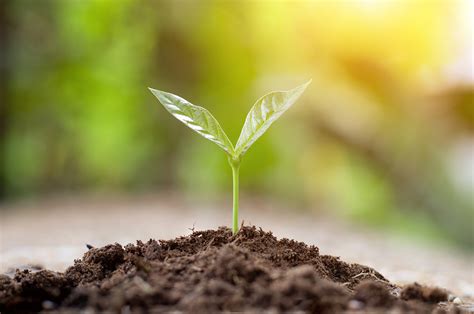 Tree Fertilization Services Hentges Tree Service