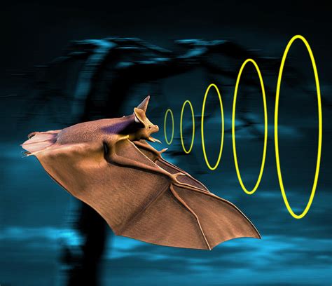 Bat Sonar Photograph By Victor Habbick Visions Pixels