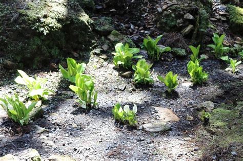 御岩山・高鈴山にて Oiwasanさんの日立アルプストレイル・神峰山（神峯山）の活動データ Yamap ヤマップ