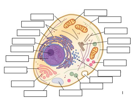 Cell Labeling Diagram Quizlet