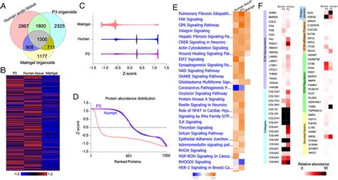 Proteomic Analysis Of Human Organoids Grown In Endometrium Derived