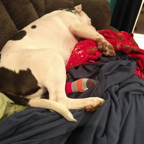 Doggoexe Has Crashed Album On Imgur