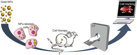Cell Tracking Using Gold Nanoparticles And Computed Tomography Imaging Meir 2018 Wires