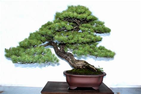 bonsai 中文 Captions Energy