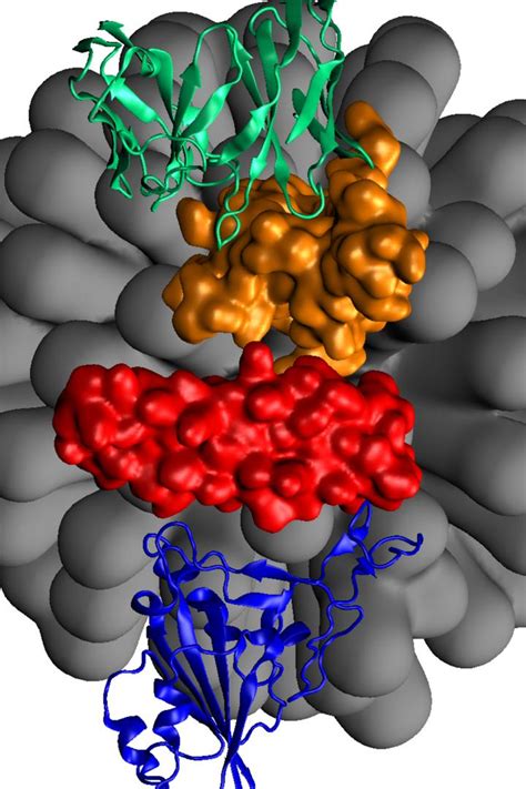 Double Faced Peptide Based Boo Image Eurekalert Science News Releases